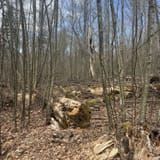 Limberlost Trail, Virginia - 866 Reviews, Map | AllTrails