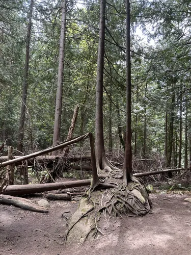 Best Hard Trails in Larrabee State Park | AllTrails