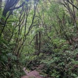 Te Rerenga Tunnel Trail, Bay of Plenty, New Zealand - 81 Reviews, Map ...