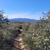 Morgan Trail, California - 536 Reviews, Map | AllTrails