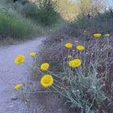 Hackberry Springs Loop, Arizona - 1,678 Reviews, Map | AllTrails