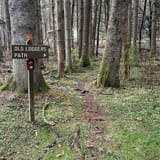 Old Loggers Path, Pennsylvania - 670 Reviews, Map | AllTrails