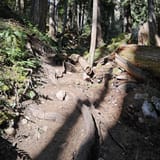 Skookum Flats Trail, Washington - 1,007 Reviews, Map | AllTrails