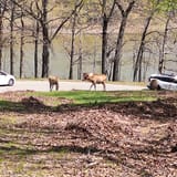 White Bison Loop, Missouri - 2,381 Reviews, Map | AllTrails