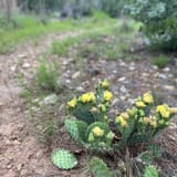 Lost Pines Trail, Texas - 683 Reviews, Map | AllTrails