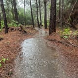 Lost Pines Trail, Texas - 683 Reviews, Map | AllTrails