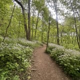Mossy Ridge Trail, Tennessee - 6,666 Reviews, Map | AllTrails