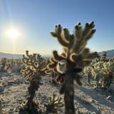 Cholla Cactus Garden, California - 2,235 Reviews, Map | AllTrails