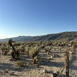 Cholla Cactus Garden, California - 2,235 Reviews, Map | AllTrails