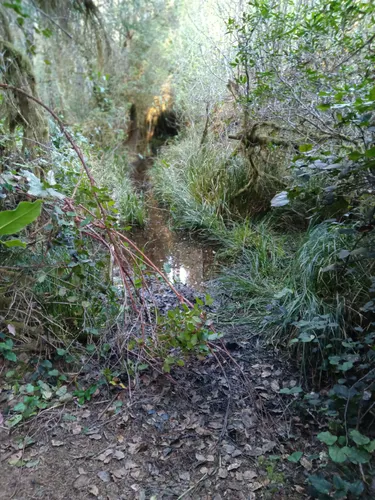 Best Beach Trails in Willapa National Wildlife Refuge | AllTrails