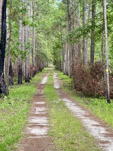 Best Forest Trails in Folkston | AllTrails