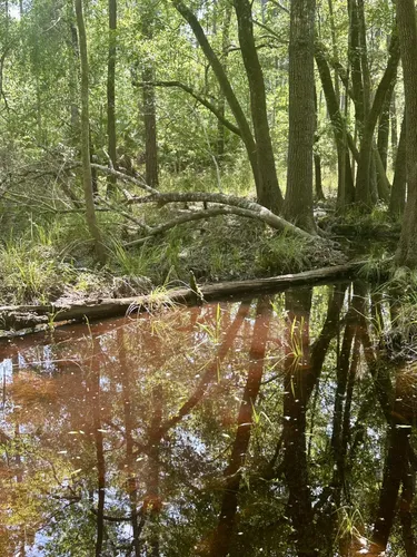 Best Forest Trails in Folkston | AllTrails