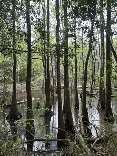 Best Forest Trails in Blackwater River State Park | AllTrails
