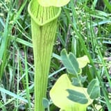 Pitcher Plant Trail, Texas - 239 Reviews, Map | AllTrails