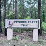 Pitcher Plant Trail, Texas - 239 Reviews, Map | AllTrails