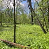 Martell Forest Loop, Indiana - 515 Reviews, Map | AllTrails