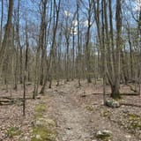Reeves Brook Loop Trail, New York - 4,593 Reviews, Map | AllTrails