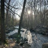 Reeves Brook Loop Trail, New York - 4,593 Reviews, Map | AllTrails