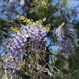 Henninger Flats Trail, California - 2,924 Reviews, Map | AllTrails