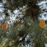 Henninger Flats Trail, California - 2,924 Reviews, Map | AllTrails