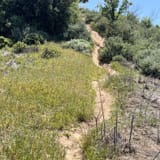 Towsley Canyon Loop Trail, California - 3,834 Reviews, Map | AllTrails