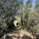 Juniper and Summit Trail Loop, California - 957 Reviews, Map | AllTrails