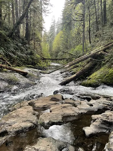 Best River Trails in Capitol State Forest | AllTrails