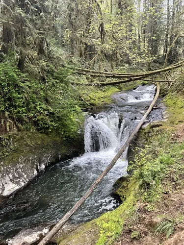 Best River Trails in Capitol State Forest | AllTrails