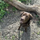 Banstead Woods Nature Circular, Surrey, England - 703 Reviews, Map ...