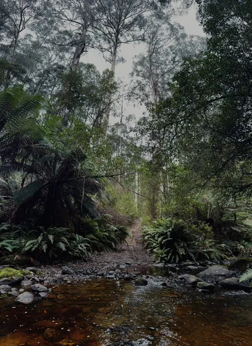 Best Forest Trails in Separation Creek | AllTrails