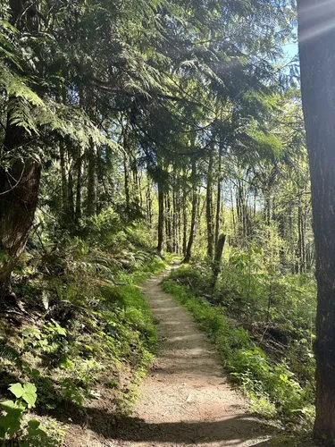 Best Hikes and Trails in Linnton Park | AllTrails