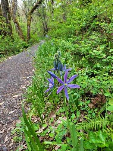 Best Hikes and Trails in Hendricks Park | AllTrails
