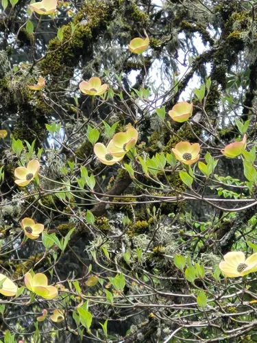 Best Hikes and Trails in Hendricks Park | AllTrails