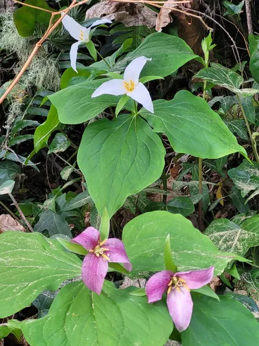 Best Hikes and Trails in Hendricks Park | AllTrails