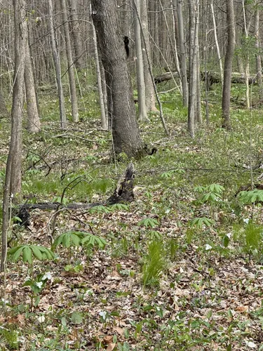 Best Hikes and Trails in Metea Park | AllTrails