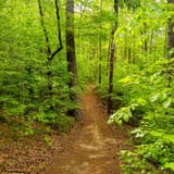 Indian Springs Multi-Use Trail, Georgia - 847 Reviews, Map | AllTrails