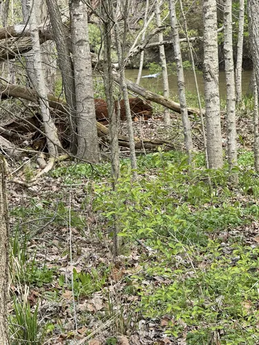 Best Hikes and Trails in Metea Park | AllTrails