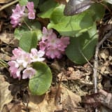 Swope Loop to Pine Hill, New Hampshire - 160 Reviews, Map | AllTrails