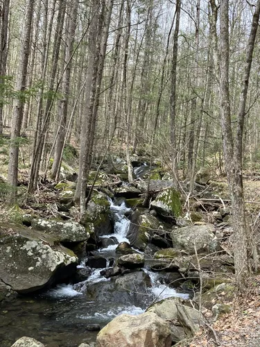 Best Forest Trails in Catamount State Forest | AllTrails