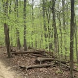 Bacon Ridge Trail: Phase 3, Maryland - 2,308 Reviews, Map | AllTrails