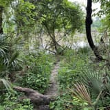 Torreya Trail, Florida - 438 Reviews, Map | AllTrails