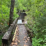 Torreya Trail, Florida - 438 Reviews, Map | AllTrails