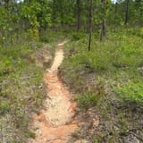 Torreya Trail, Florida - 438 Reviews, Map | AllTrails