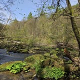 Hackfall Explorer, North Yorkshire, England - 428 Reviews, Map | AllTrails