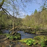 Hackfall Explorer, North Yorkshire, England - 428 Reviews, Map | AllTrails