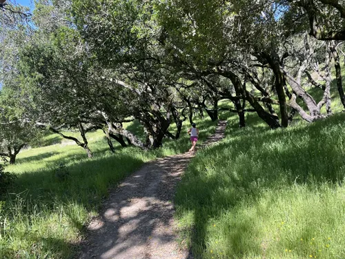 Best Forest Trails in Shiloh Ranch Regional Park | AllTrails