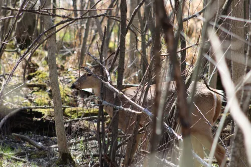Best Forest Trails in Menasha | AllTrails