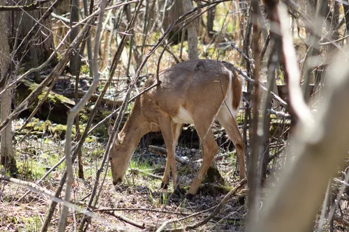Best Forest Trails in Menasha | AllTrails