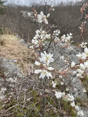 Best Trail Running Trails in Wrentham State Forest | AllTrails