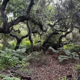 Elfin Forest Natural Area Trail, California - 570 Reviews, Map | AllTrails